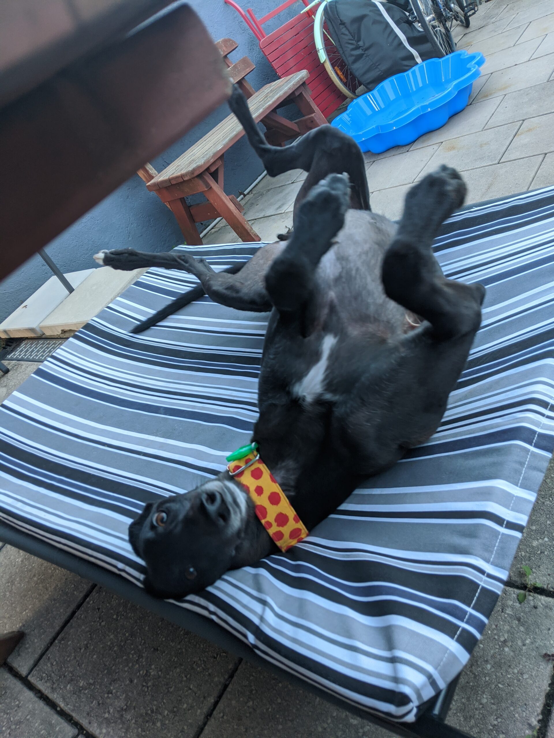 Keep an eye out for Captain on sniffari in the Inner West • Greyhound ...
