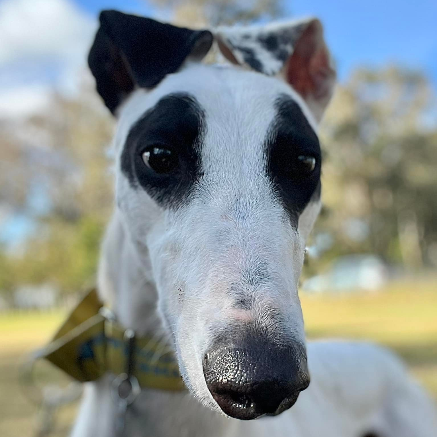 Greyhound Glossary: Part Three • Greyhound Rescue