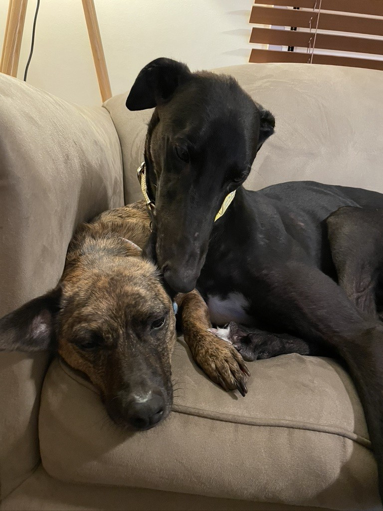 Colin finds his new best friend • Greyhound Rescue
