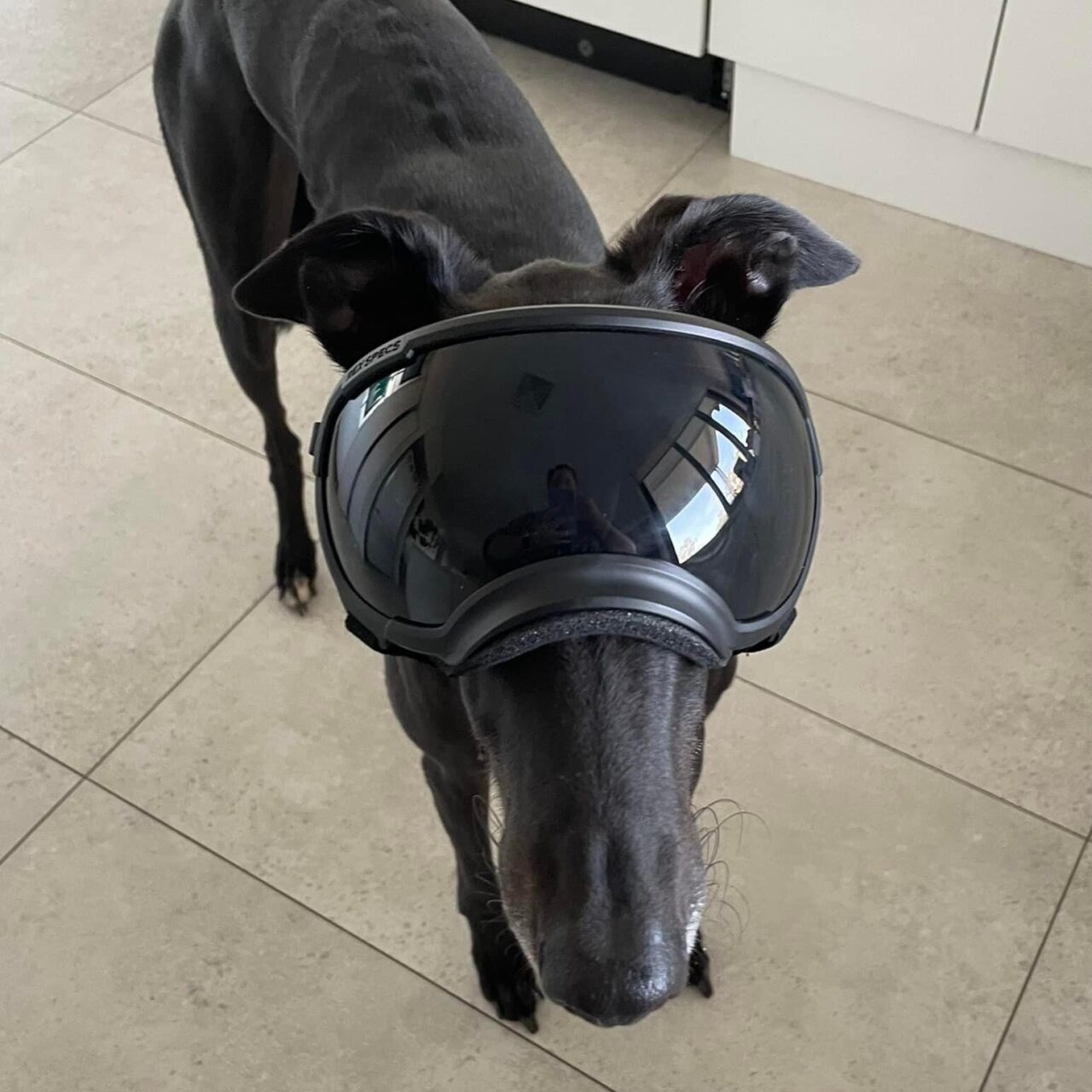 Pannus - What is it and how is it treated? • Greyhound Rescue