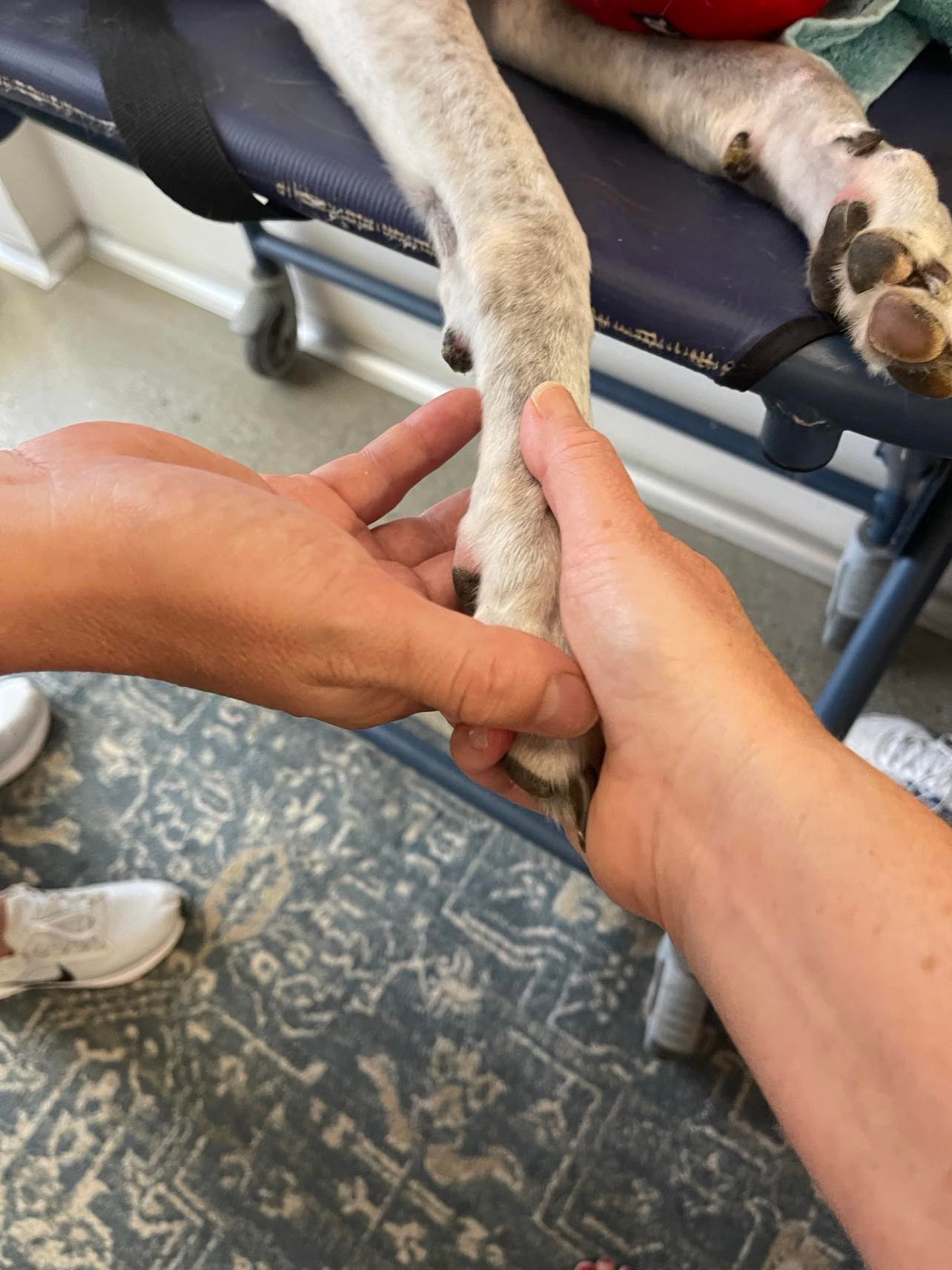 There is no easy way to grieve the loss of your pet • Greyhound Rescue