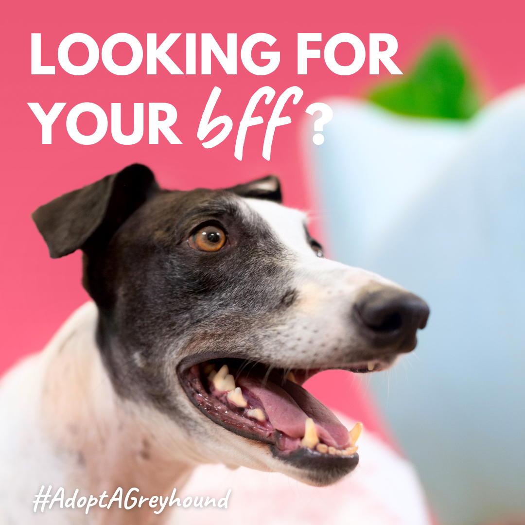 April is Adopt a Greyhound Month • Greyhound Rescue