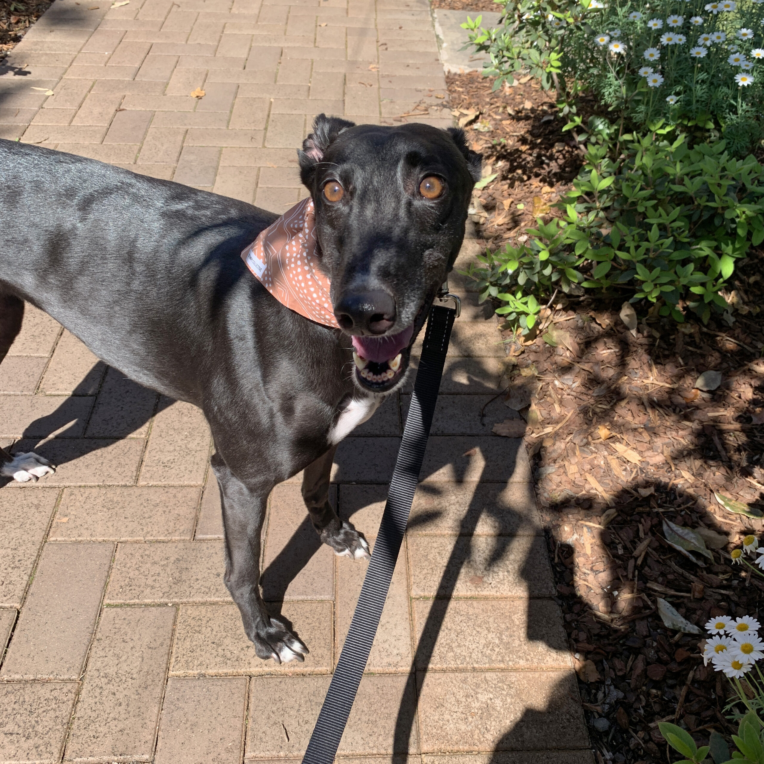 Smiley Miley • Greyhound Rescue