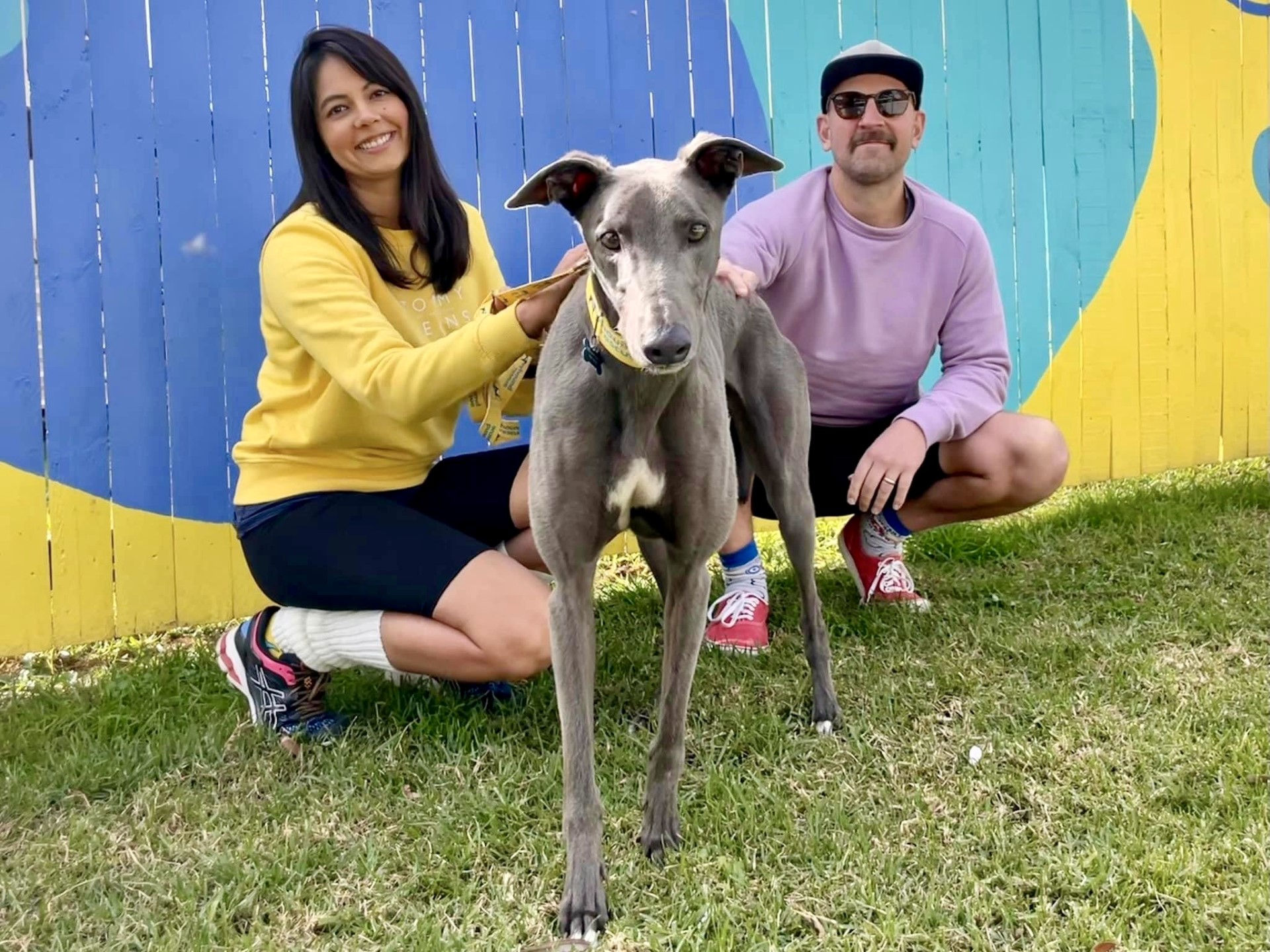 Perfect Percy • Greyhound Rescue
