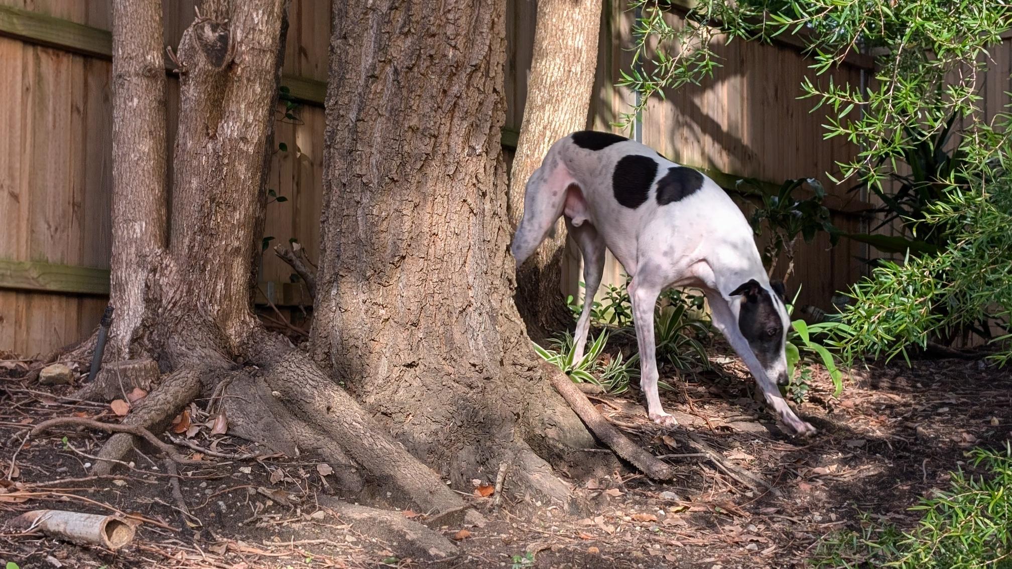Squizzy’s New Life Where Sniffs Abound • Greyhound Rescue