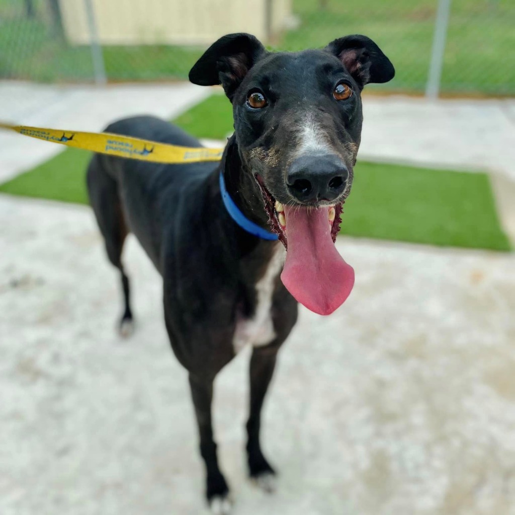 Kylo Greyhound Rescue Kylo Greyhound Rescue