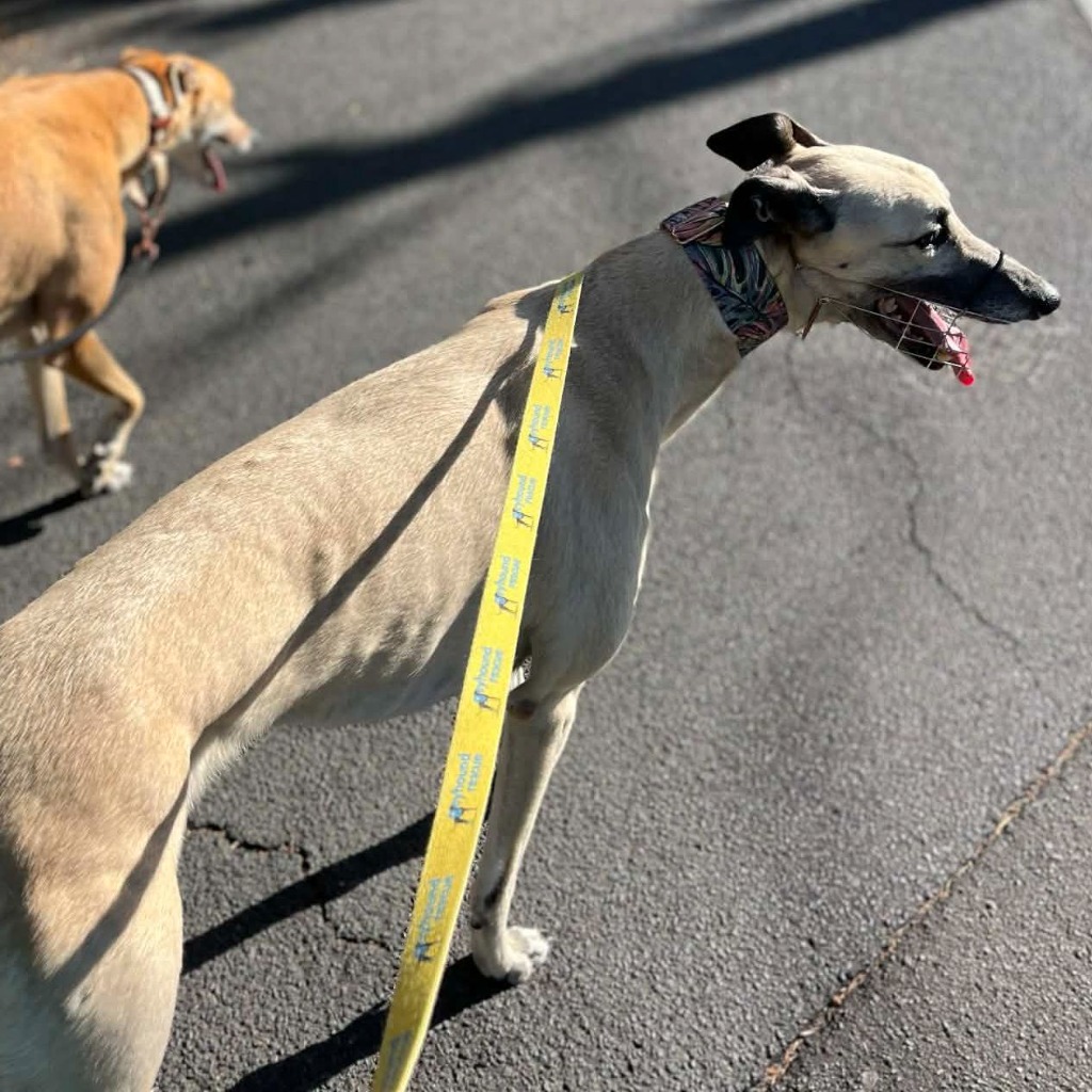 Buddy • Greyhound Rescue
