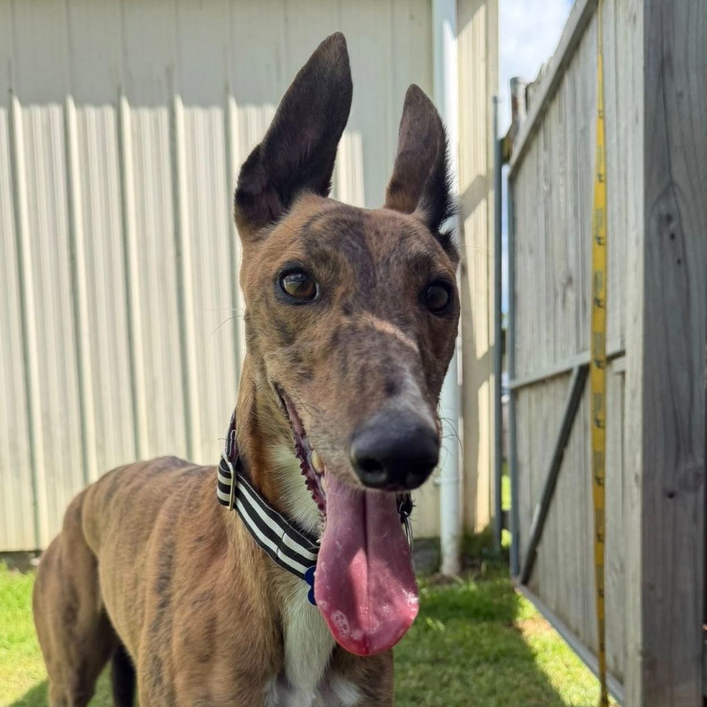 Greyhound Rescue • ADOPT or FOSTER • Adopt or Foster a Greyhound ...